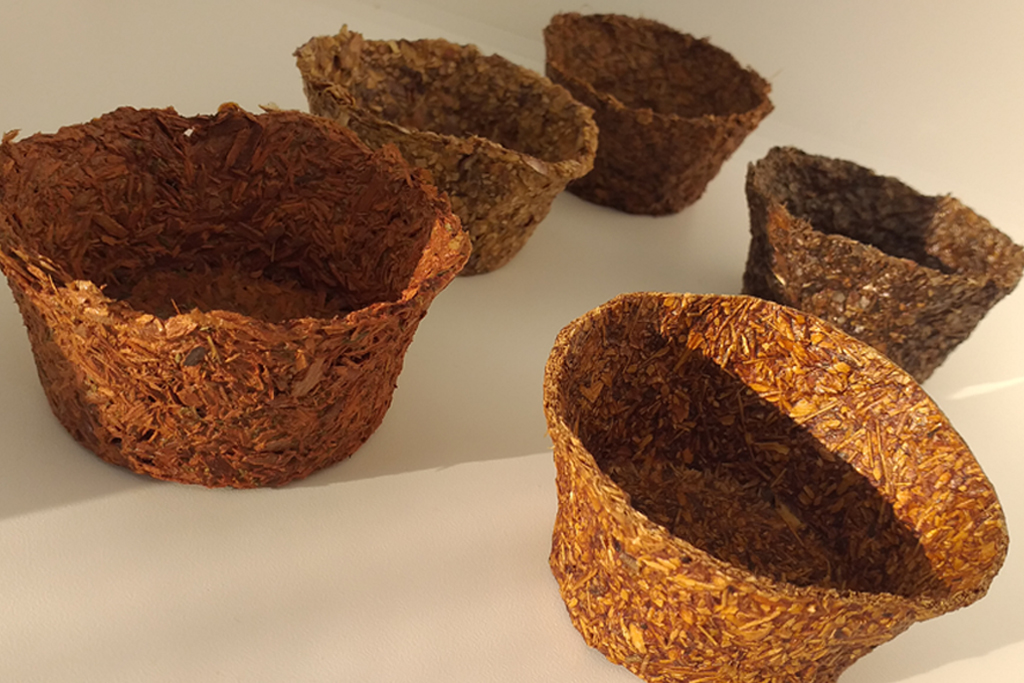 Biocompuestos para la proliferación de Arboles Nativos - Madera21