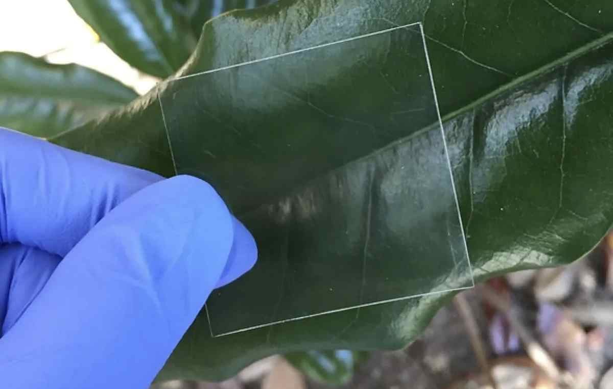 Madera transparente: el material que traza un nuevo futuro para la ...